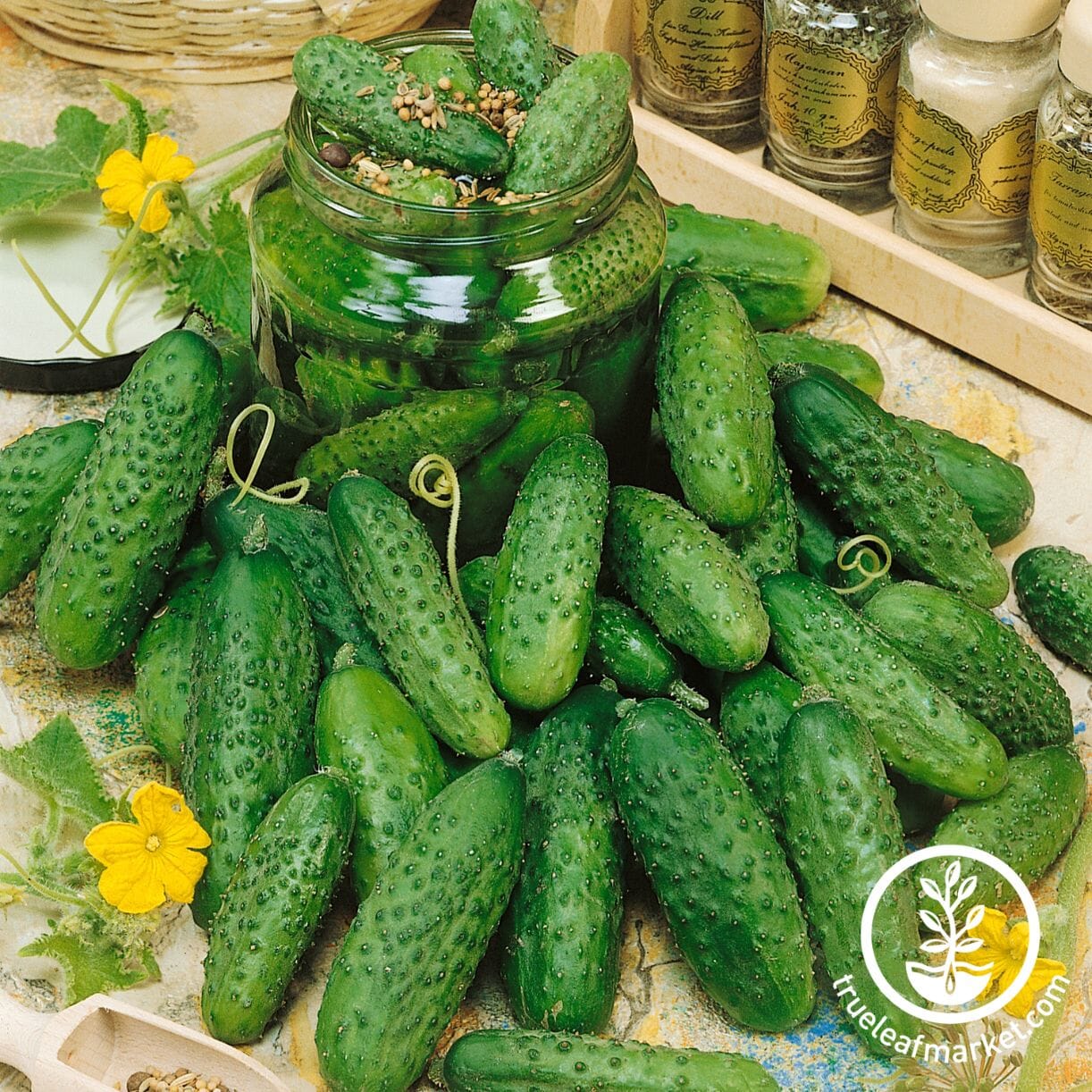 Pickler's Pride Mix Cucumber Seeds | Bulk Wholesale