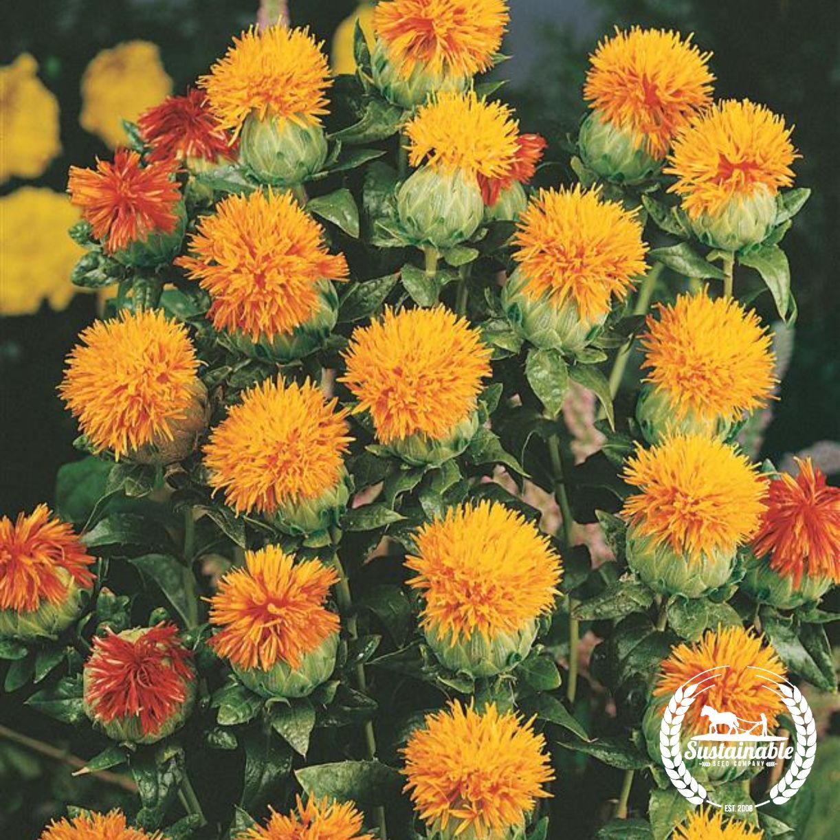Wholesale Safflower Zanzibar Carthamus Seed | Bulk Vegetable Seeds