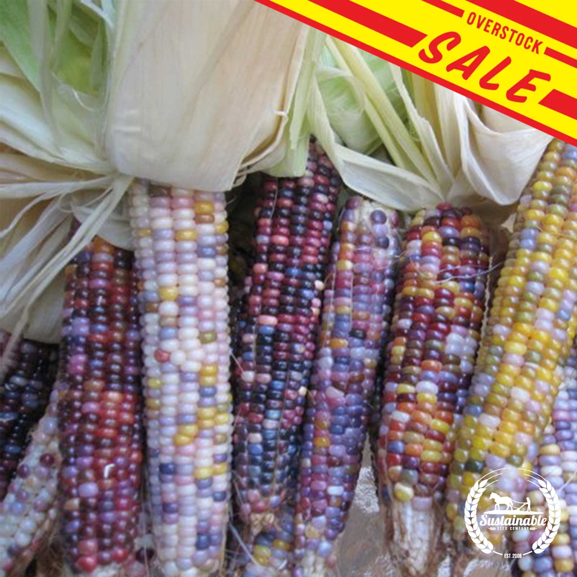 Wholesale Organic Popcorn Glass Gem Corn Seeds | Bulk Vegetable Seeds
