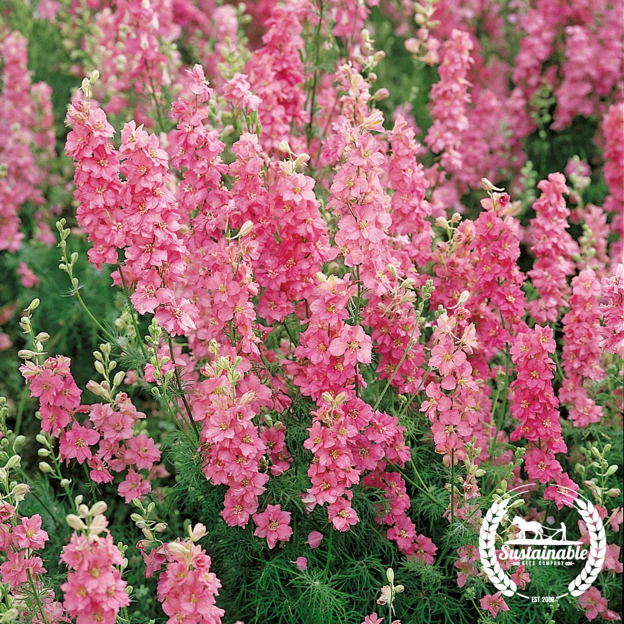 Wholesale Larkspur Seeds - Pink (Organic) | Bulk Flower Seeds