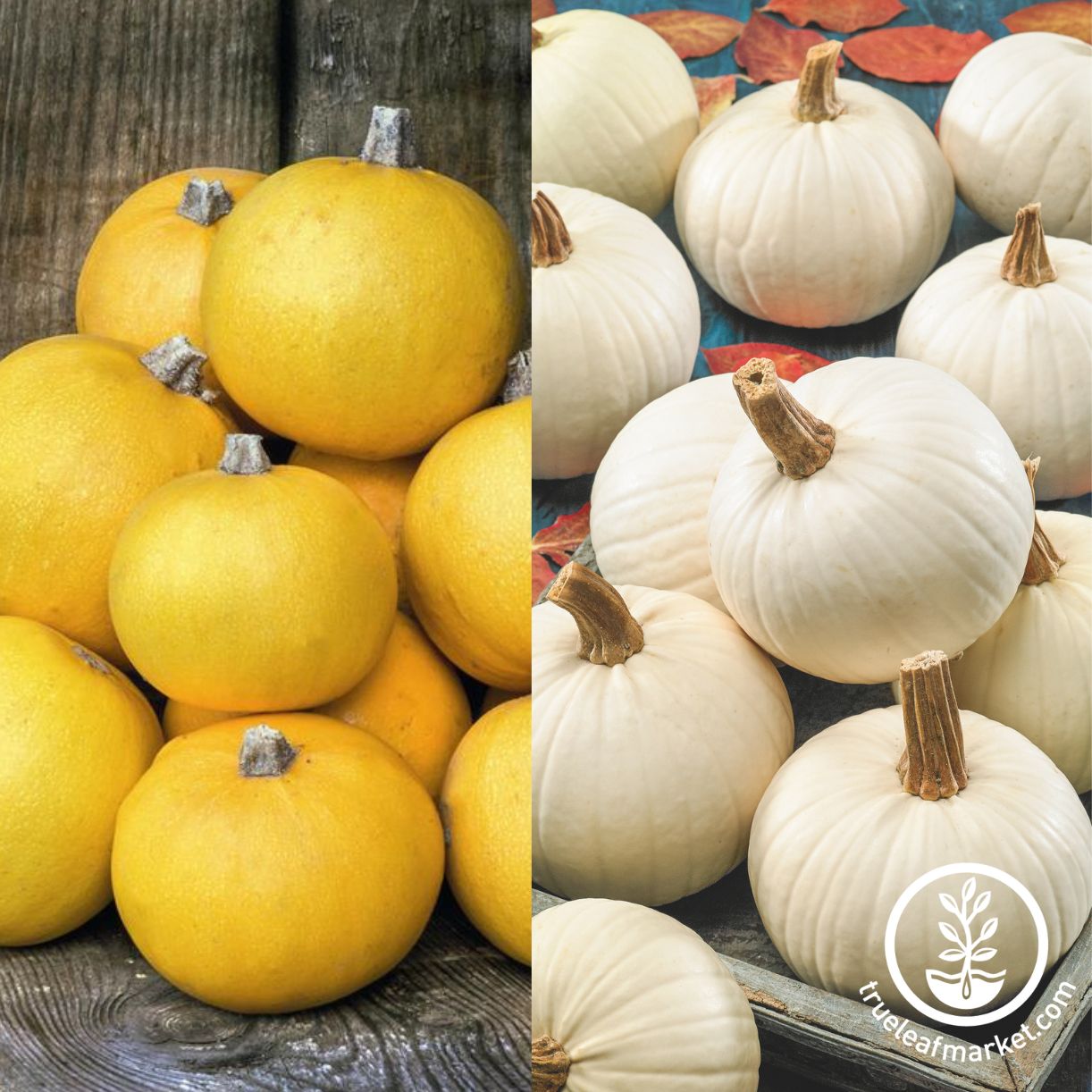 Wholesale Autumn Moon & Ghoulie Mixed Pumpkin Seeds | Bulk Seeds