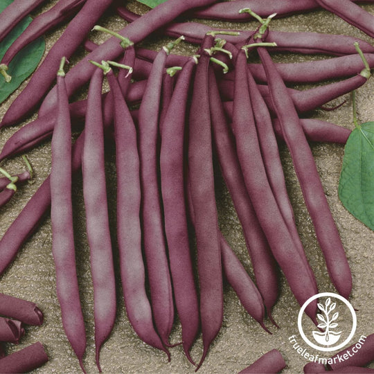 Red Swan Bush Bean Seed | Bulk Wholesale