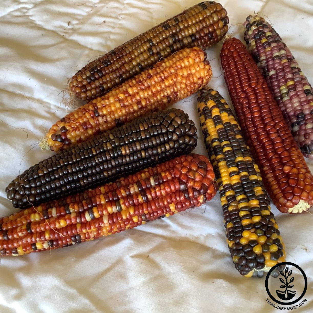 Calico Popcorn Corn Seeds | Bulk Wholesale