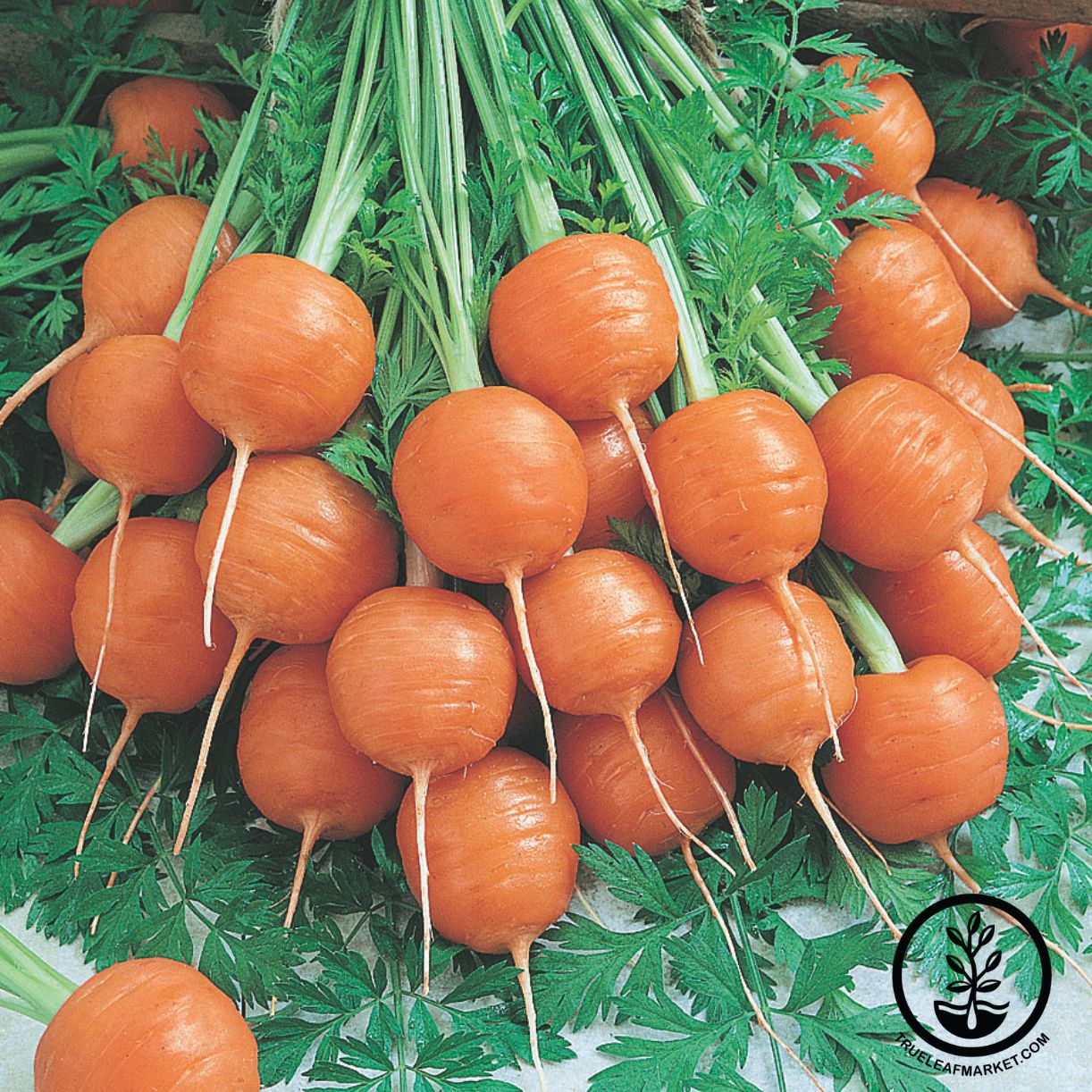 Thumbelina Carrot Seeds | Bulk Wholesale