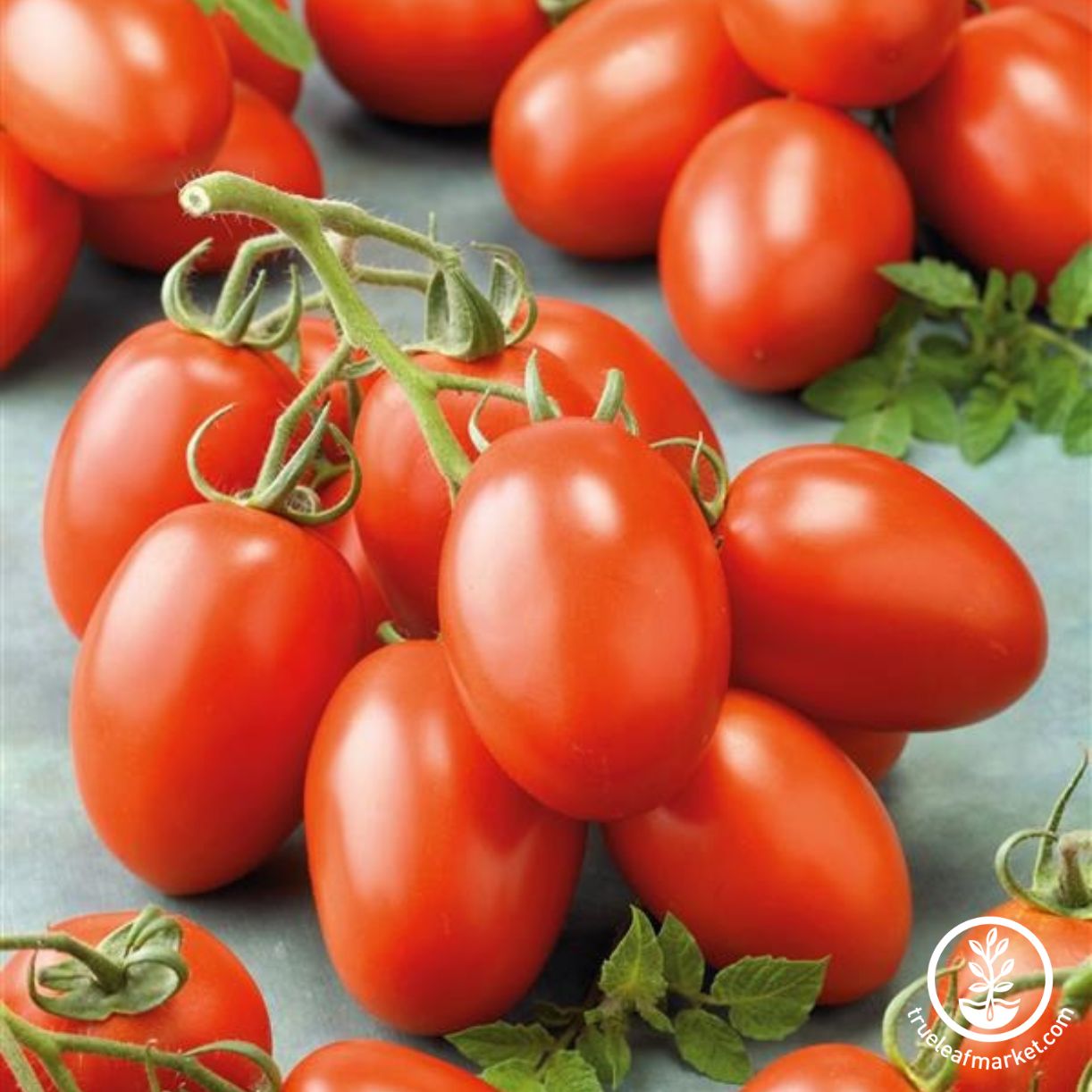 Cherry Roma Tomato Seeds | Bulk & Wholesale | True Leaf Market